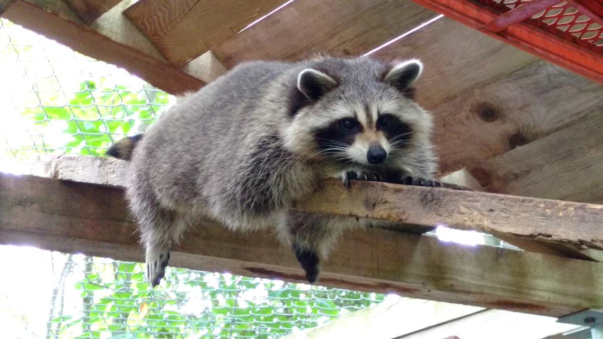 LE RATON LAVEUR - Extermination et capture de Ratons laveurs (APSM ...